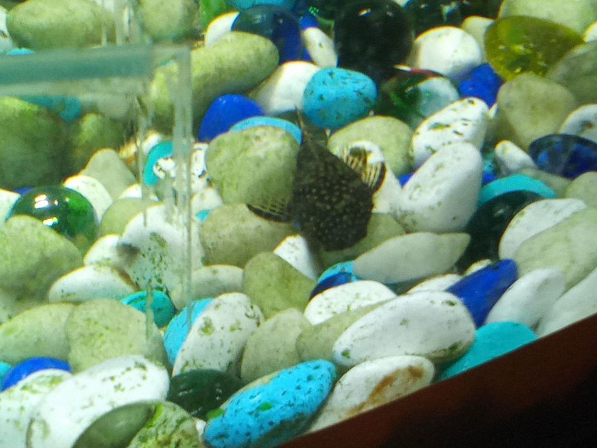 Продаю сомиков анцитрусов