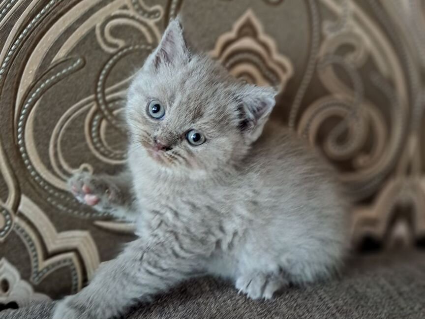 Котик