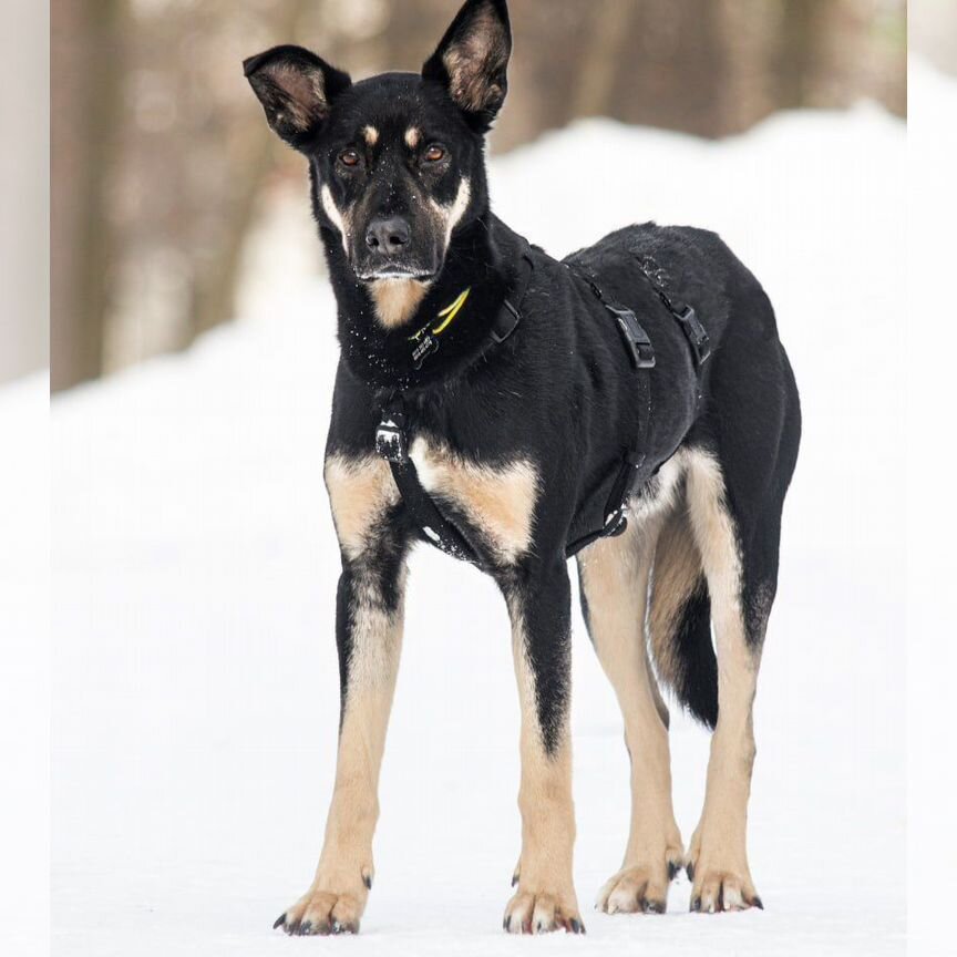 Взрослый пёс в добрые руки