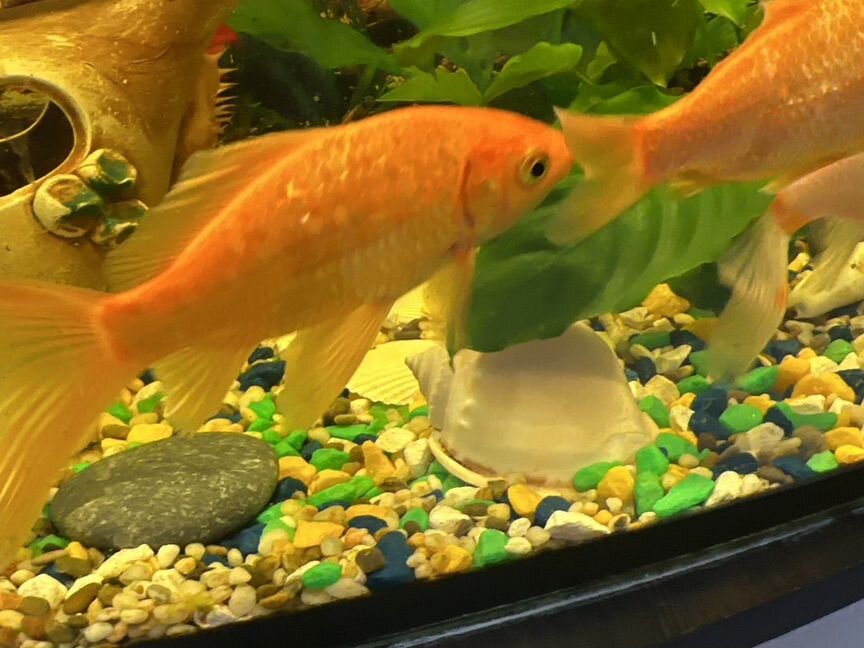 Аквариумные рыбки,большие кометы, 2 штуки