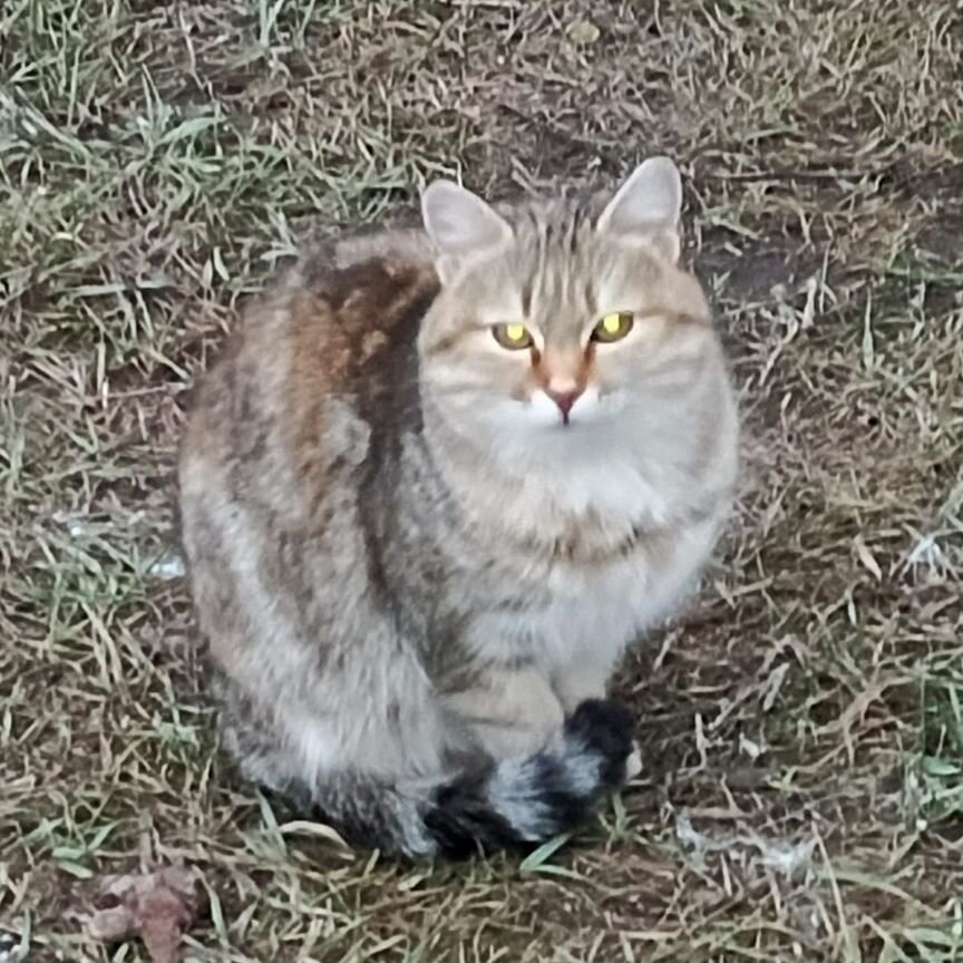 Отдам в добрые руки