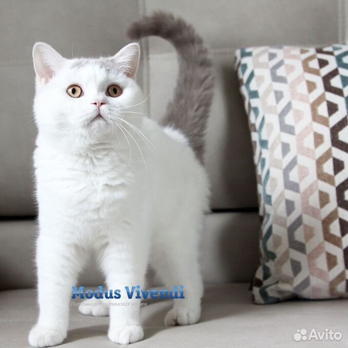 Сладкий британский котик