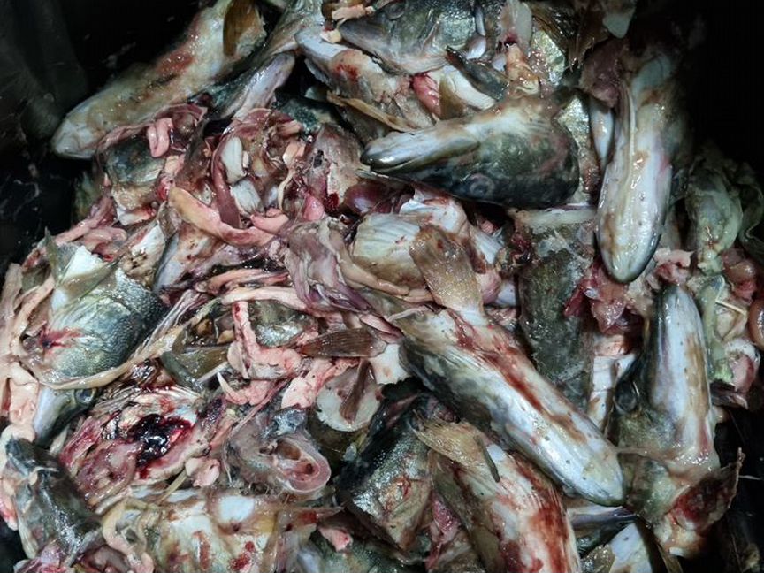 Корма для сельскохозяйственных животных