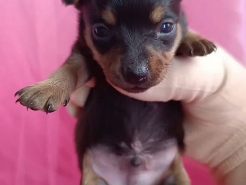 Той-терьер (Русский той) щенки