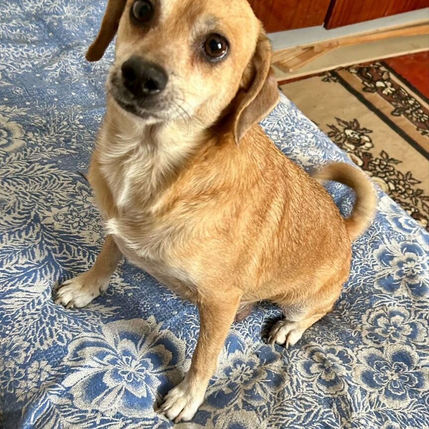 Джессюле 2 года стерилизованная 12 кг