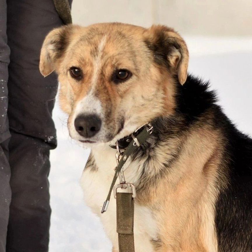 Умненькая и красивая собачушка - Таечка