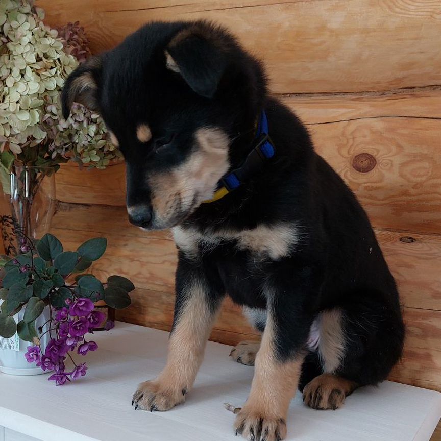 Щенок в добрые руки