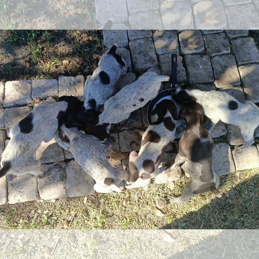 Щенки дратхаара