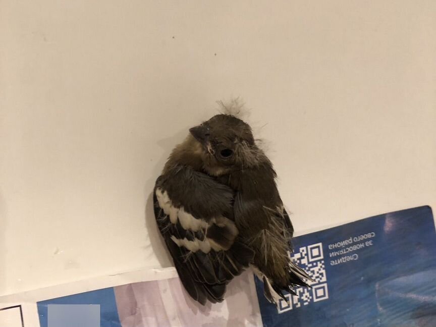 Птенец зяблика