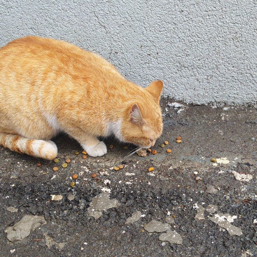 Рыжая кошечка ищет дом