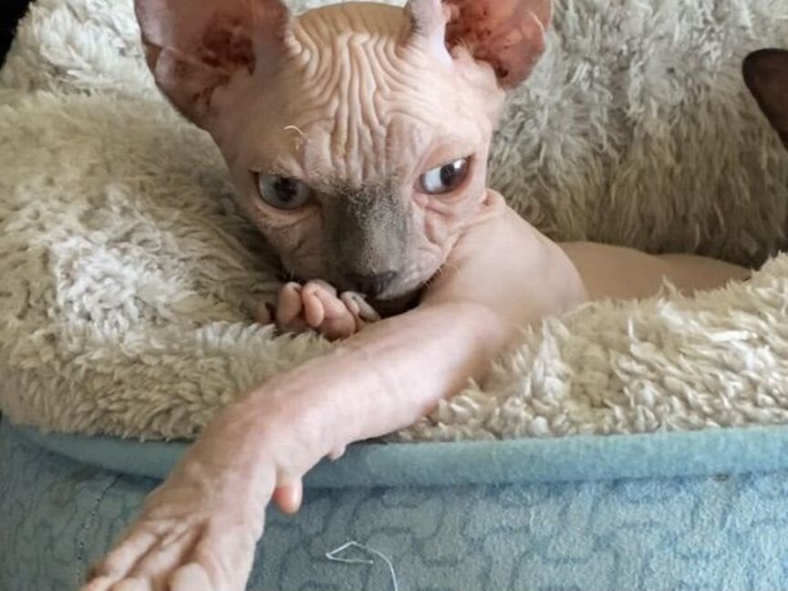 Канадский сфинкс котенок мальчик