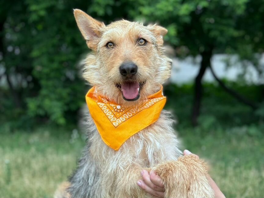 Шикарный Шик живет в поиюте