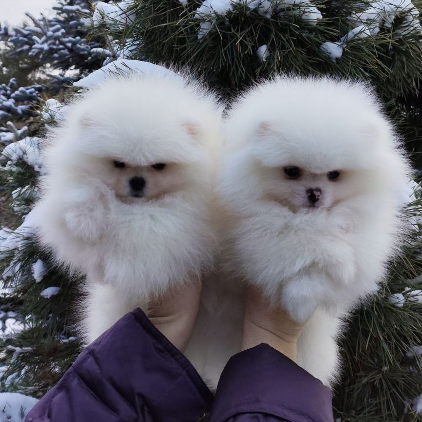 Померанский шпиц мини мишки, мальчики