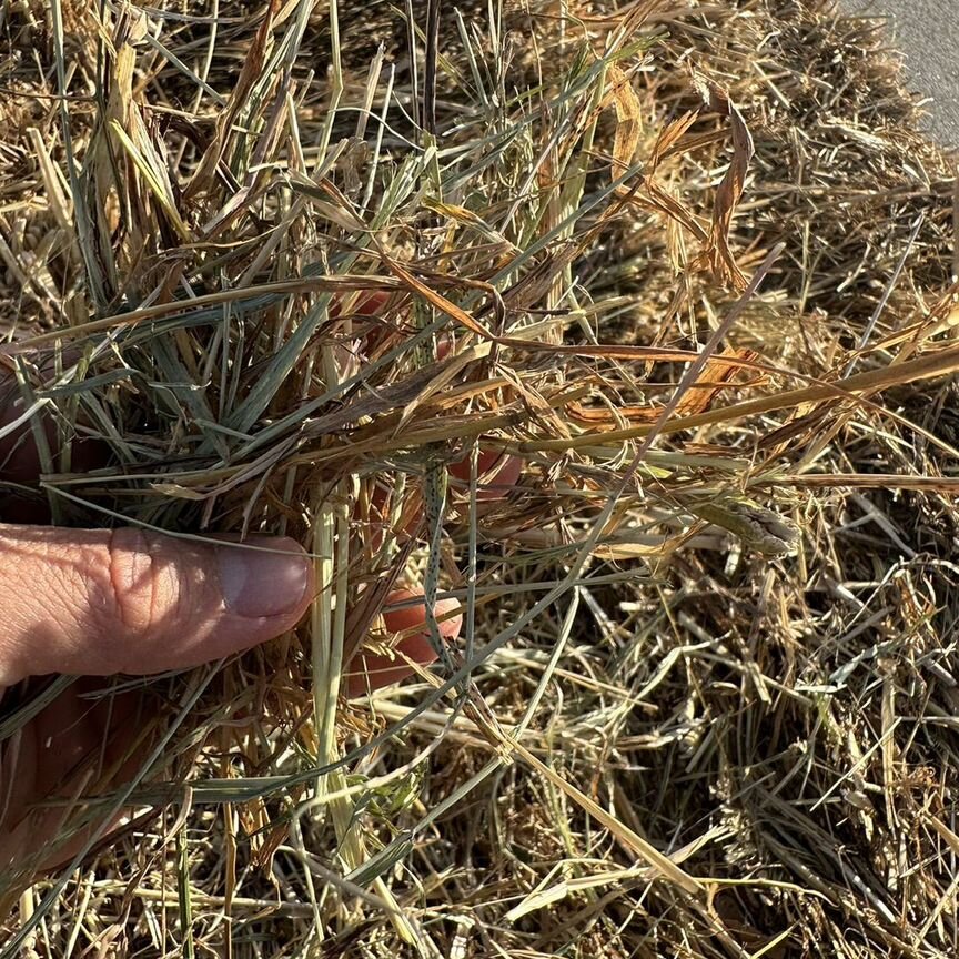 Сено суданки