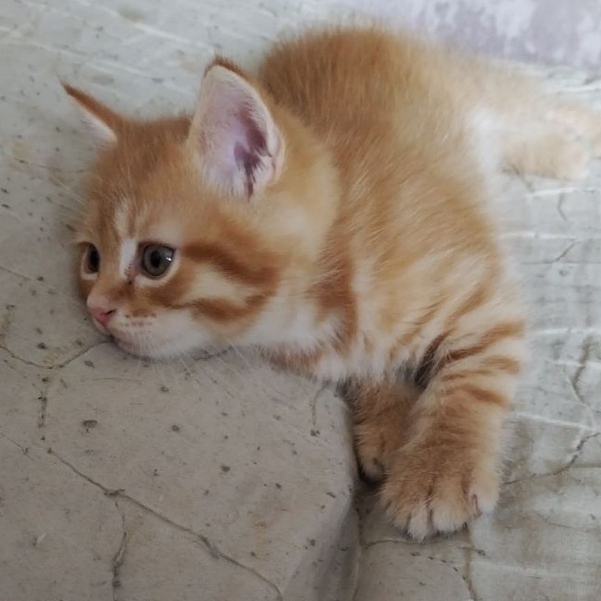 Рыжий котенок мальчик мейн-кун