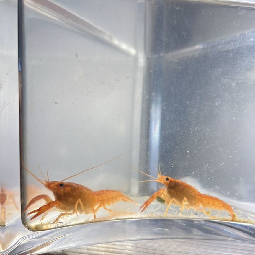 Аквариумные раки с аквариумом