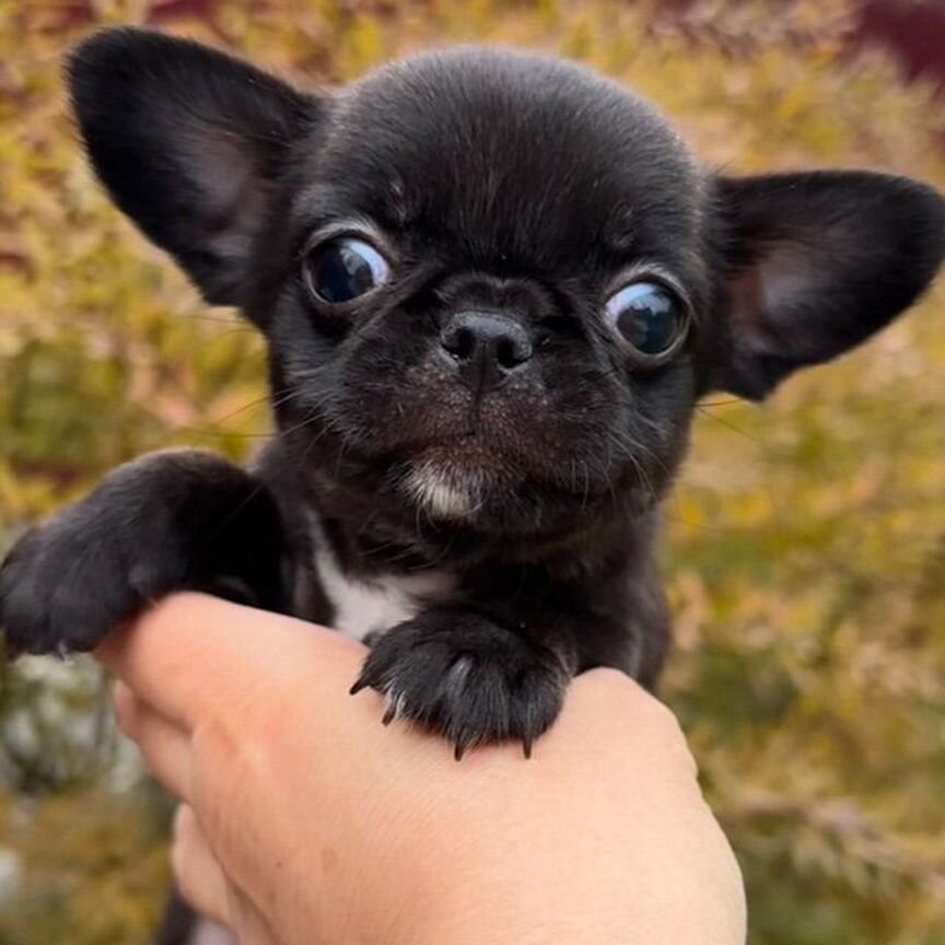 Чихуахуа, щенок