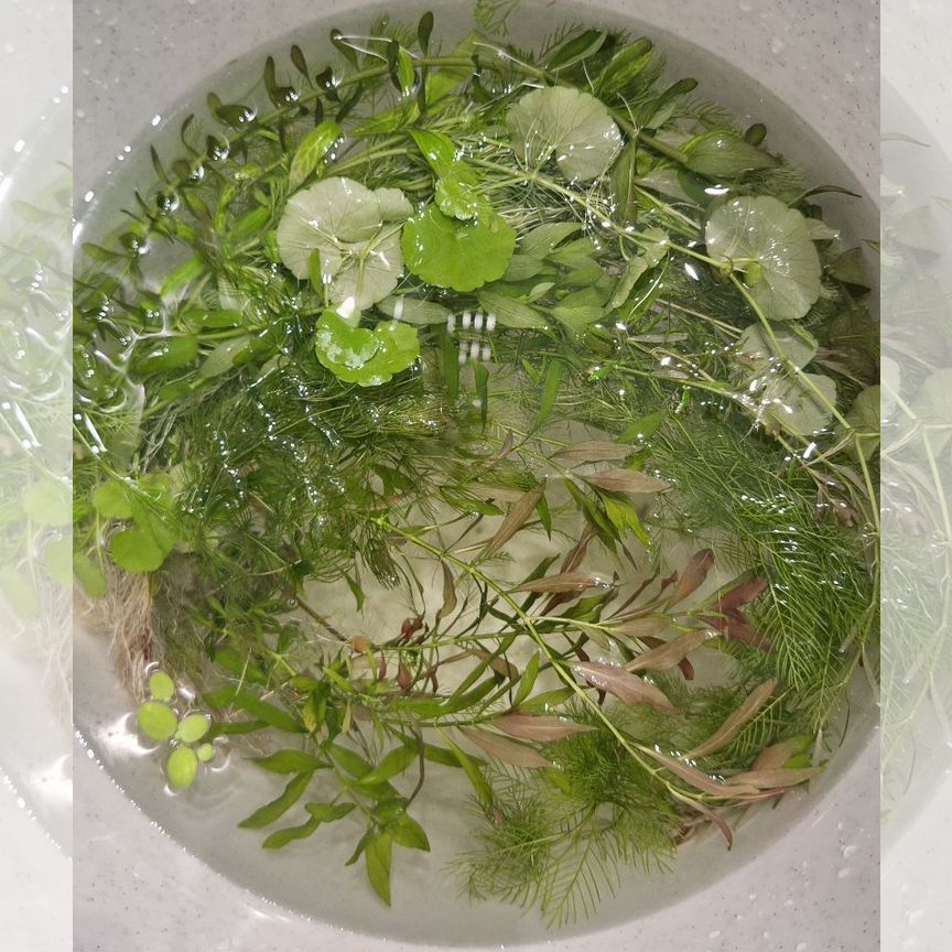 Аквариумное растение/ прополка