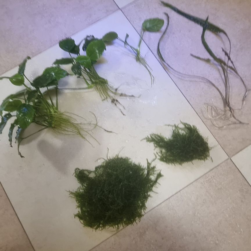 Аквариумное растение