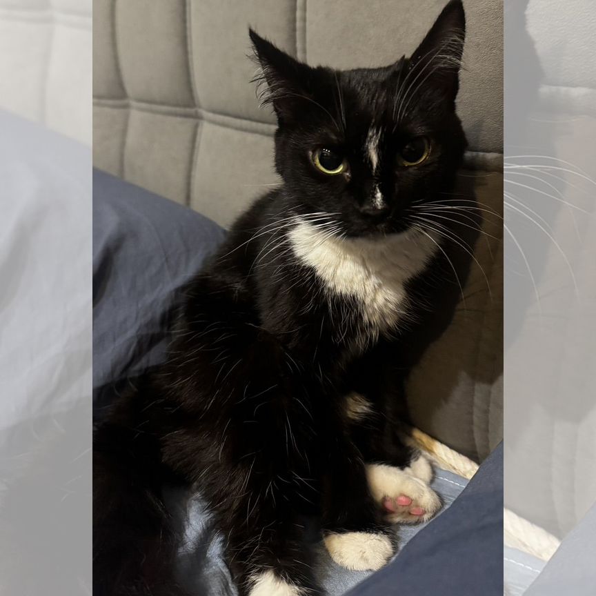 Взрослая кошка в добрые руки