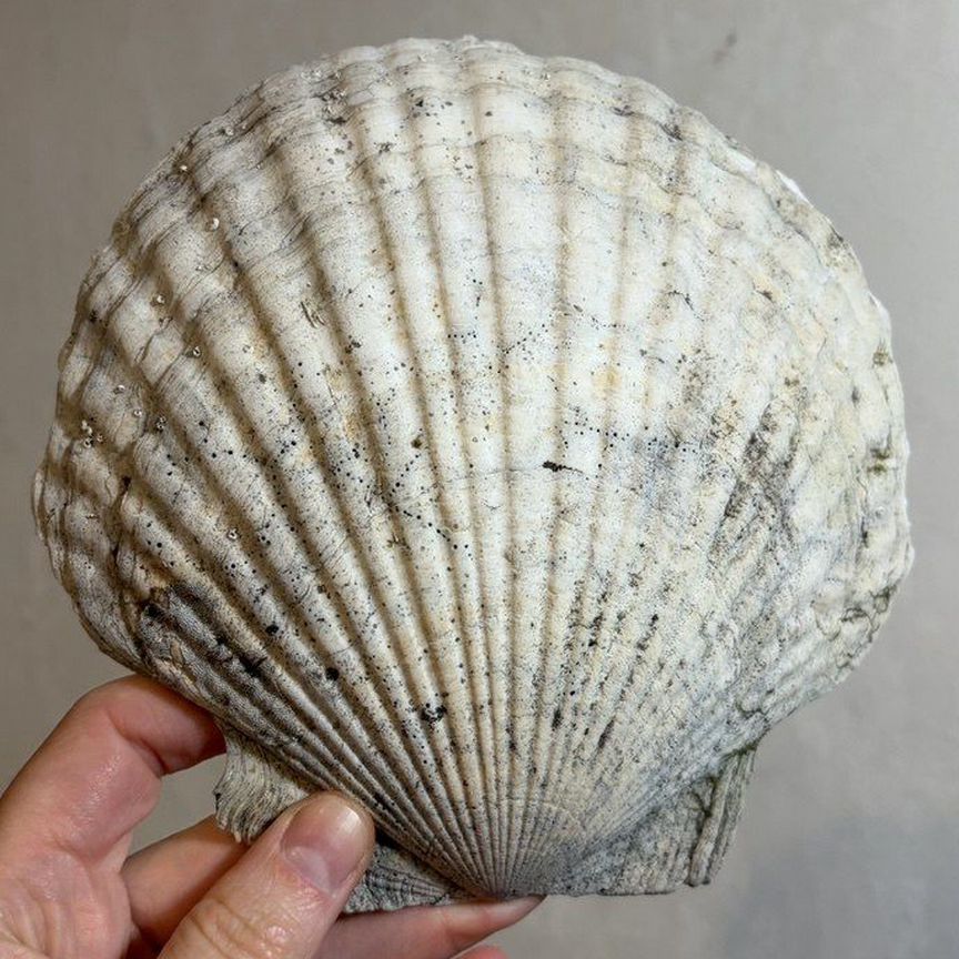 Ракушка большая для аквариума