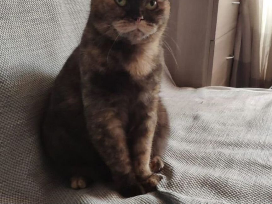 Британская кошка в добрые руки