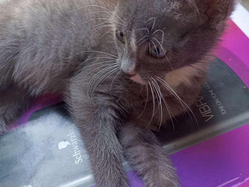 Маленький серый котенок мальчик
