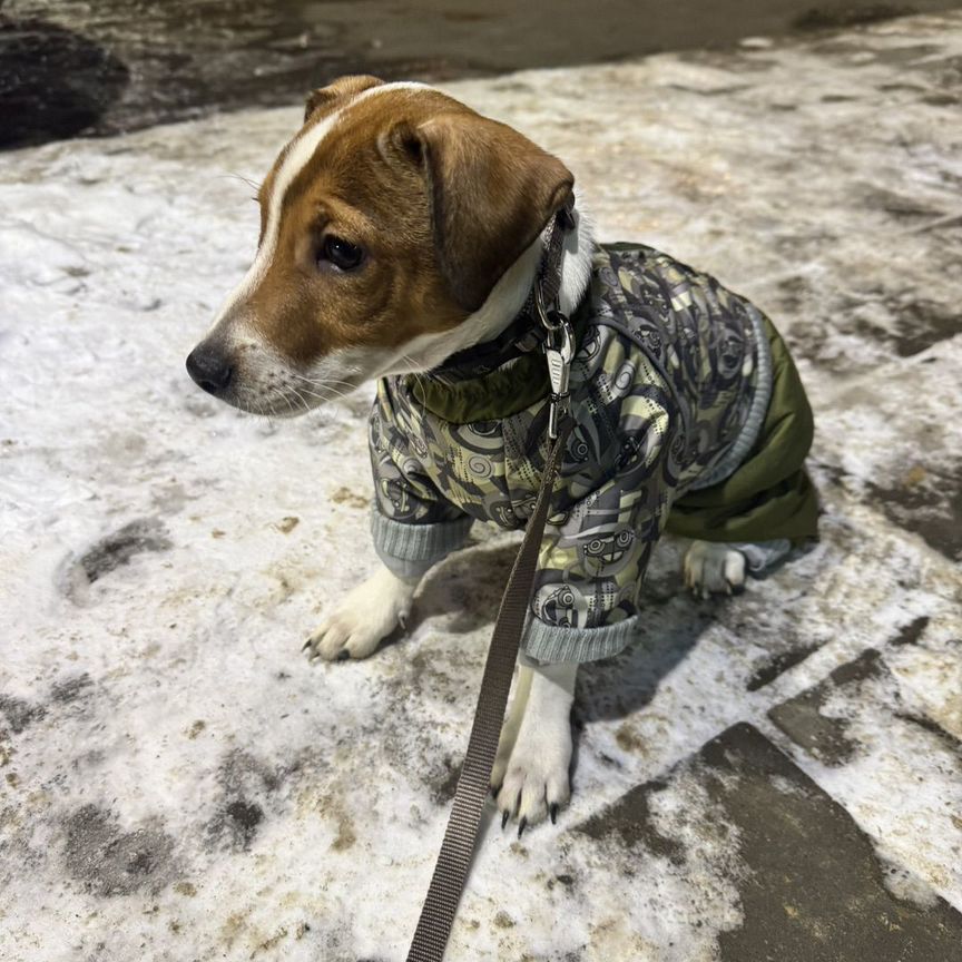 Джек рассел