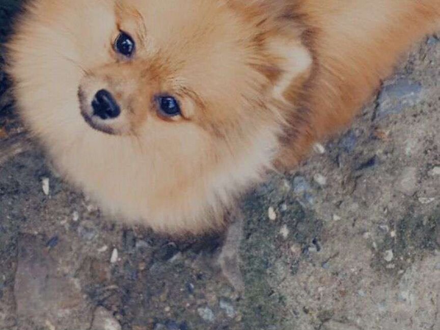 Вязка шпиц мини