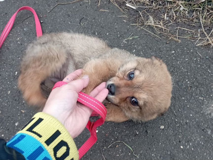 Малютка 2,5 месяца будет около 9 кг