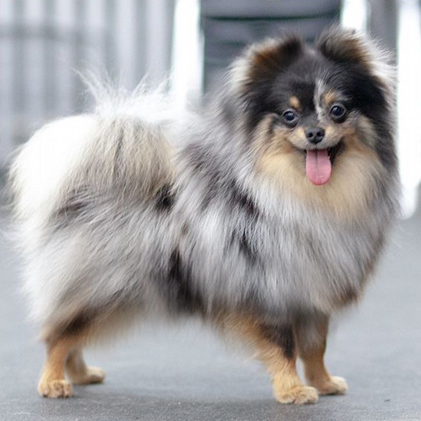 Мраморный шпиц