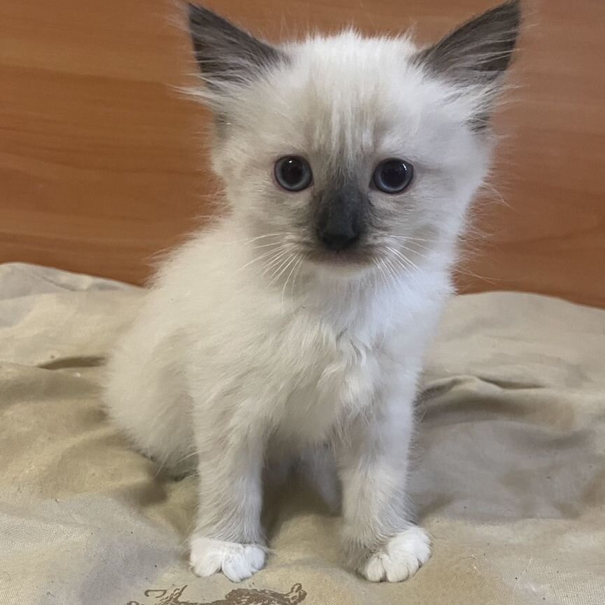 Невский маскарадный котёнок