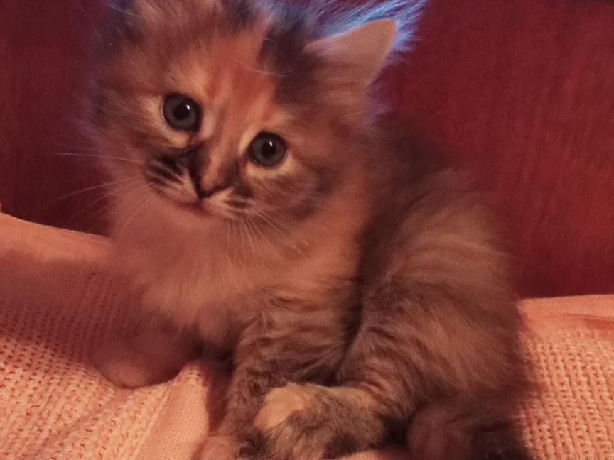 Кошка
