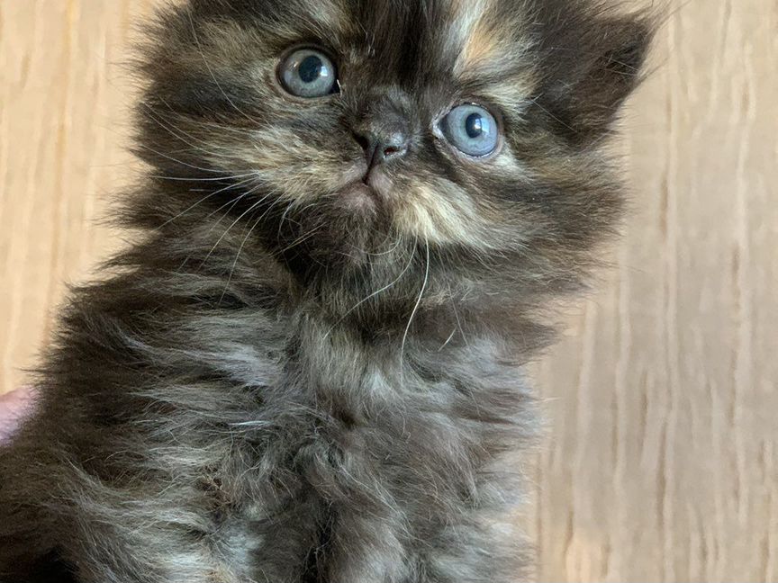 Шотландский котенок Хайленд