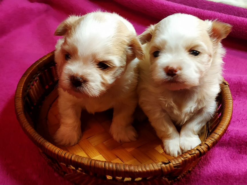 Эксклюзивные голдасты