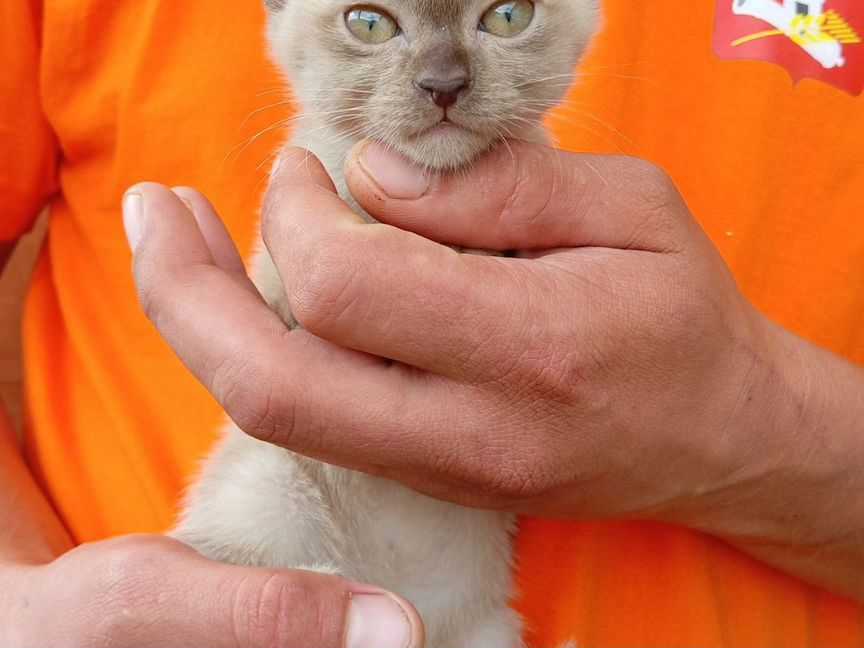 Бурманская принцесса