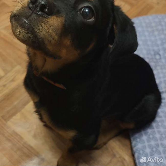 Щенки ротвейлера отдам бесплатно