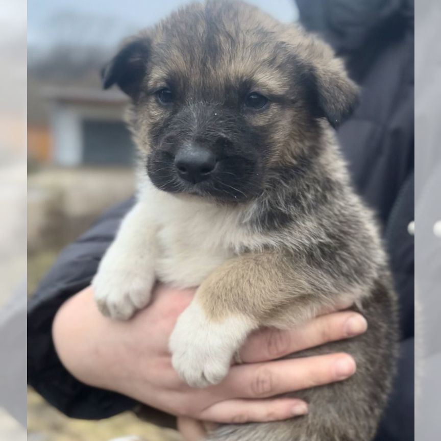 Щенок в добрые руки