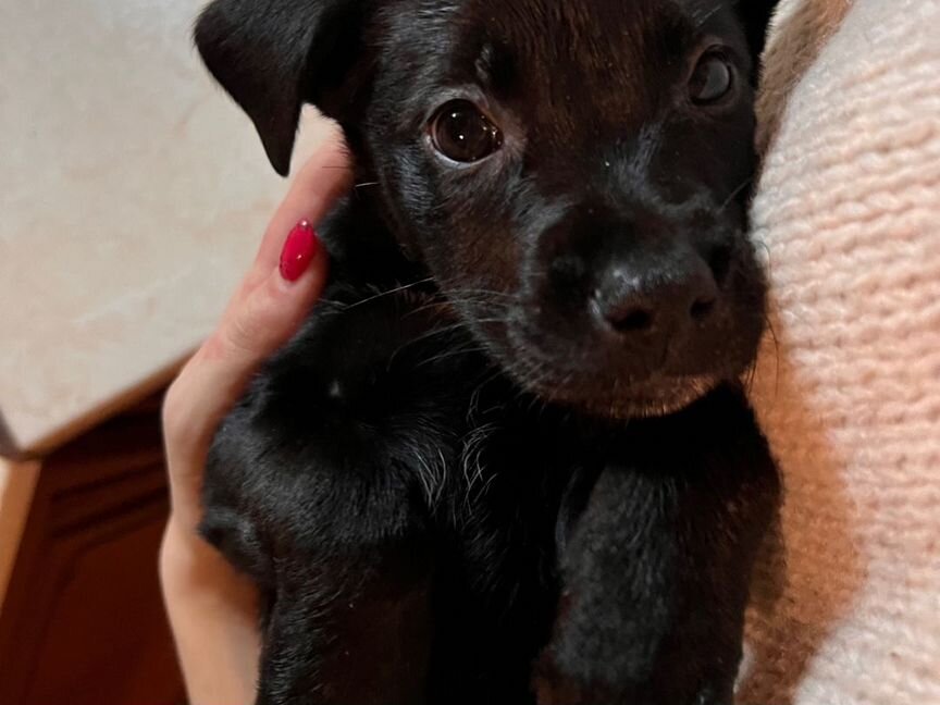 Метиска Американского питбуля