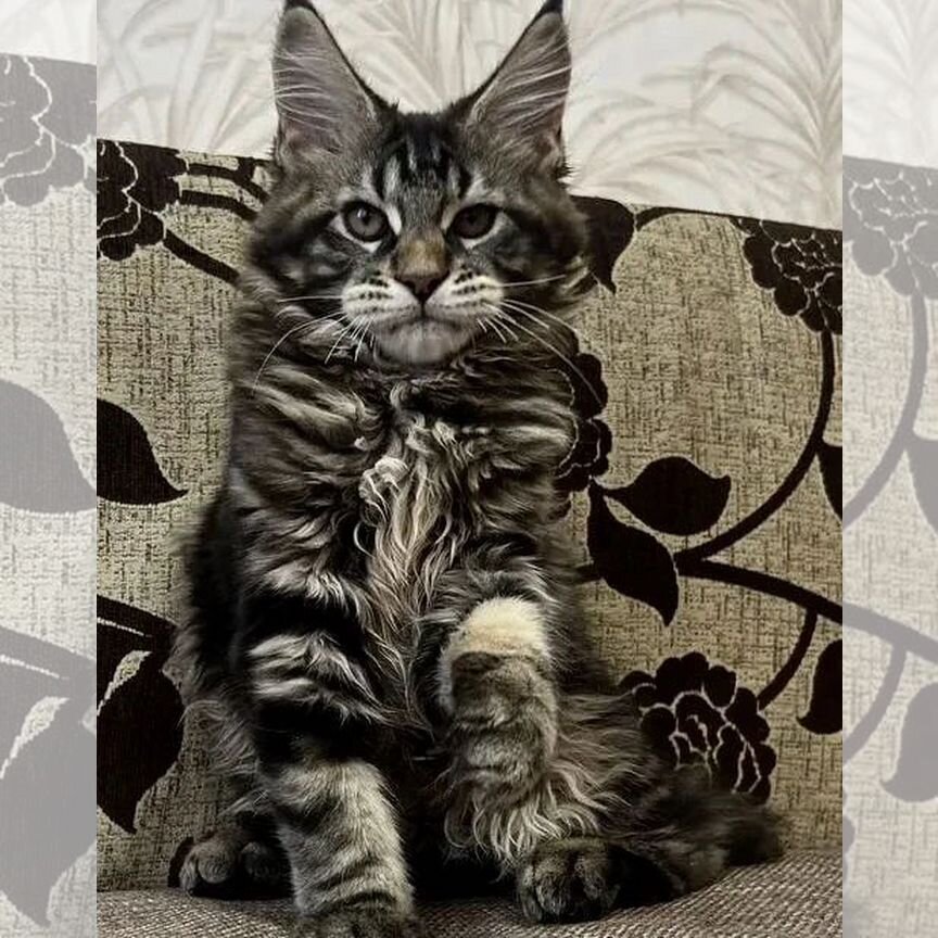 Мейн-кун котёнок