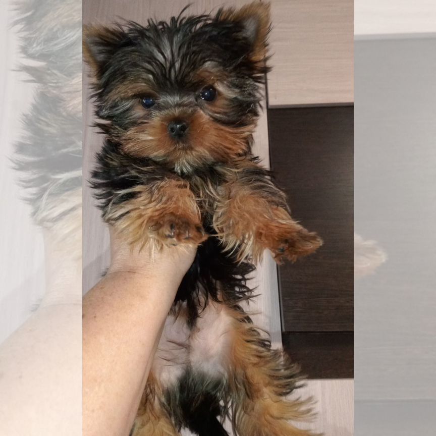 Йоркширский терьер, щенок