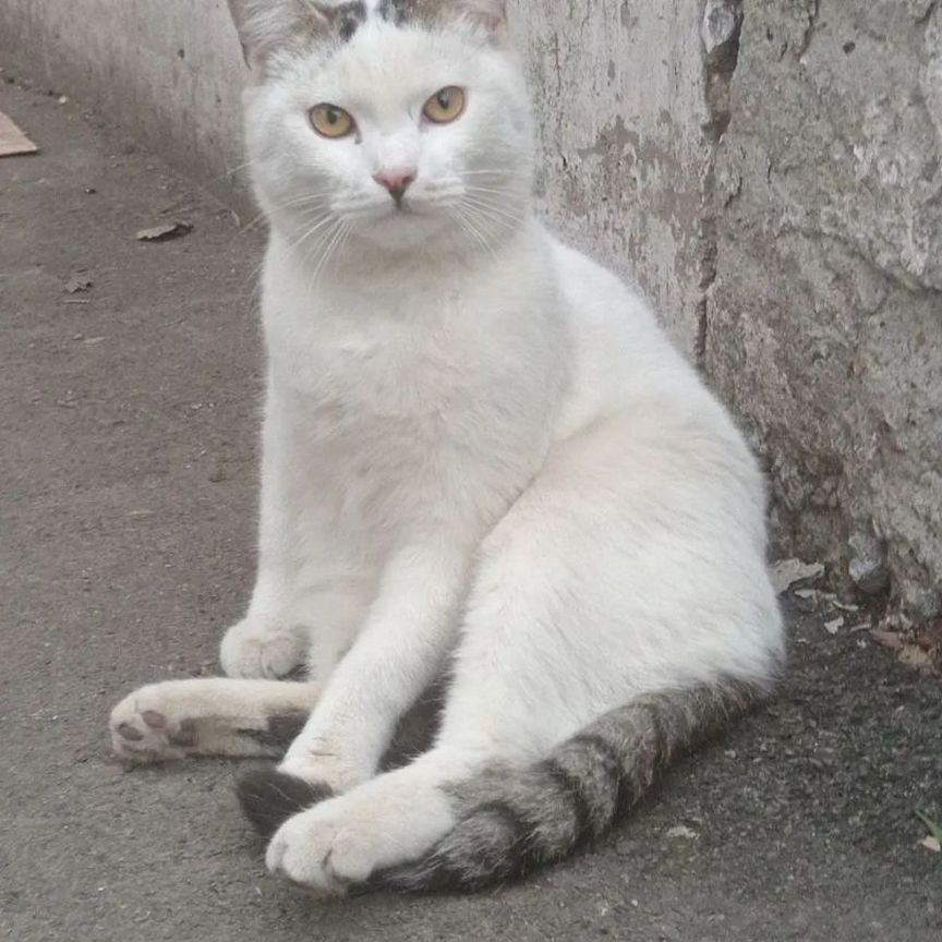 Взрослый кот в добрые руки