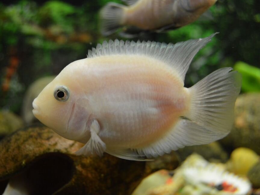 Цихлозома розовый фламинго
