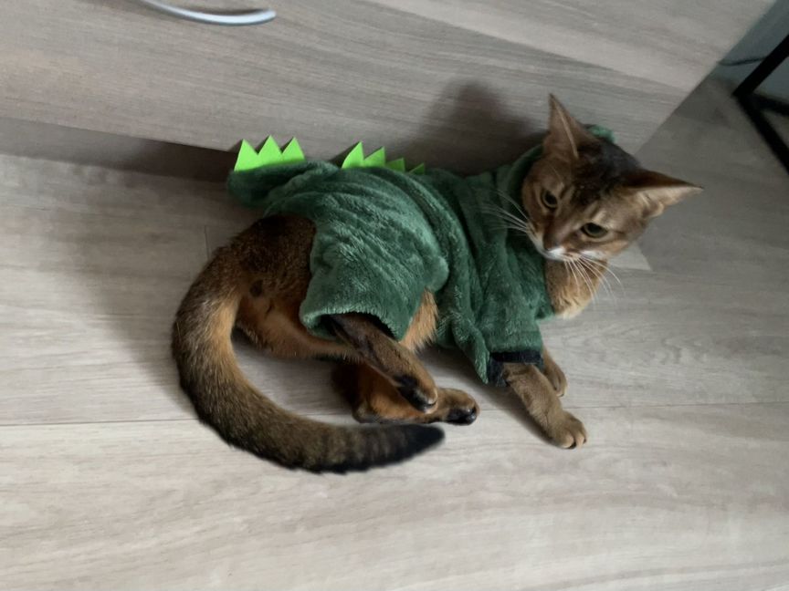 Костюм для собаки/кошки