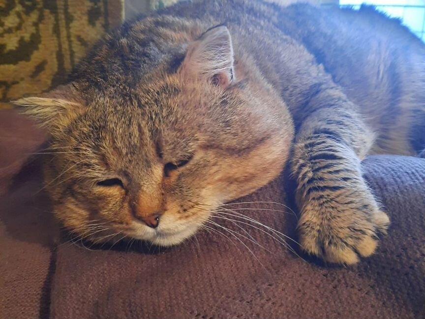 Кот