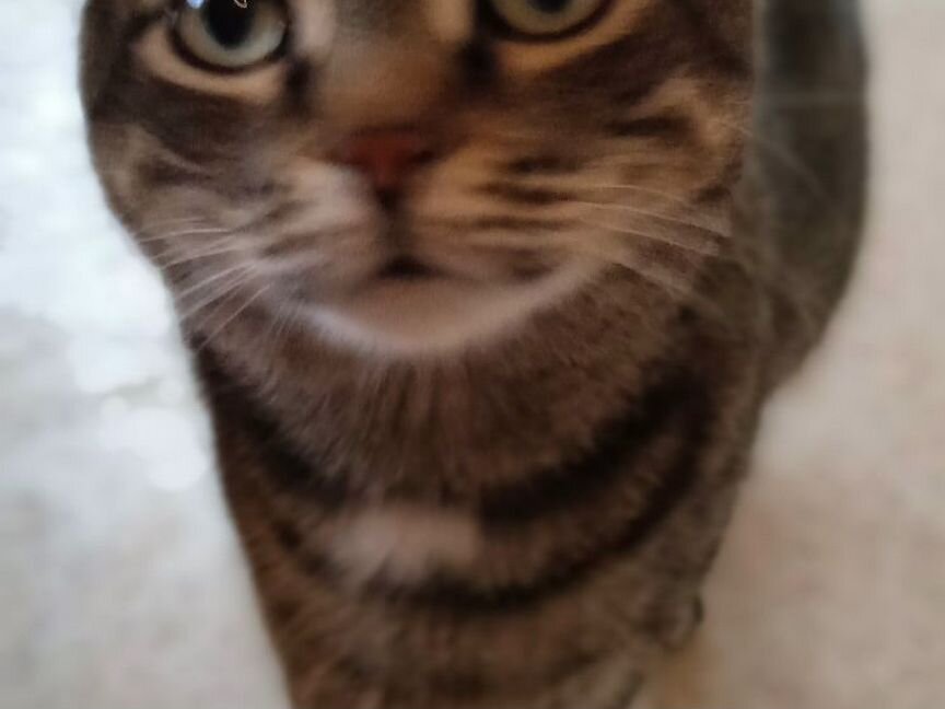 Кошечка молодая стерилизованная ищет дом