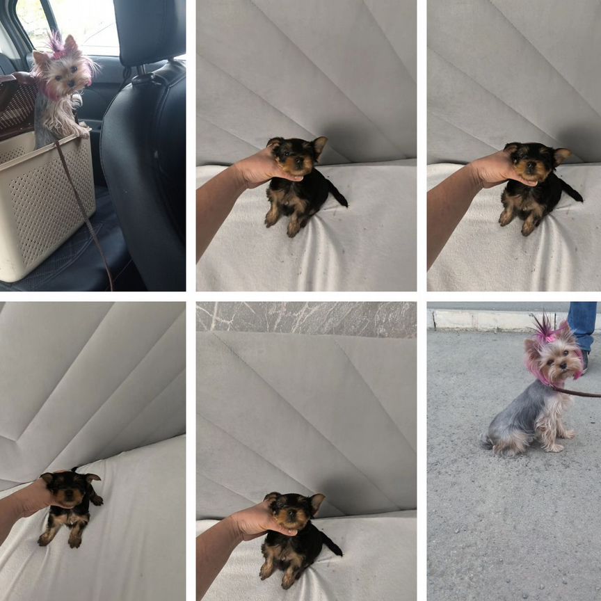 Щенок от частного владельца