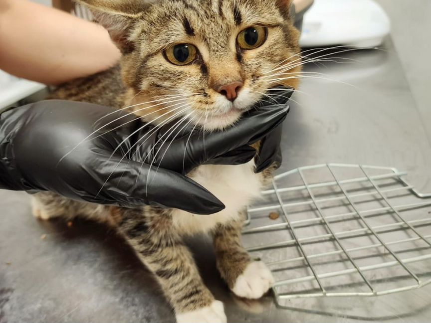 Кошечка Жанна брошена на дачах