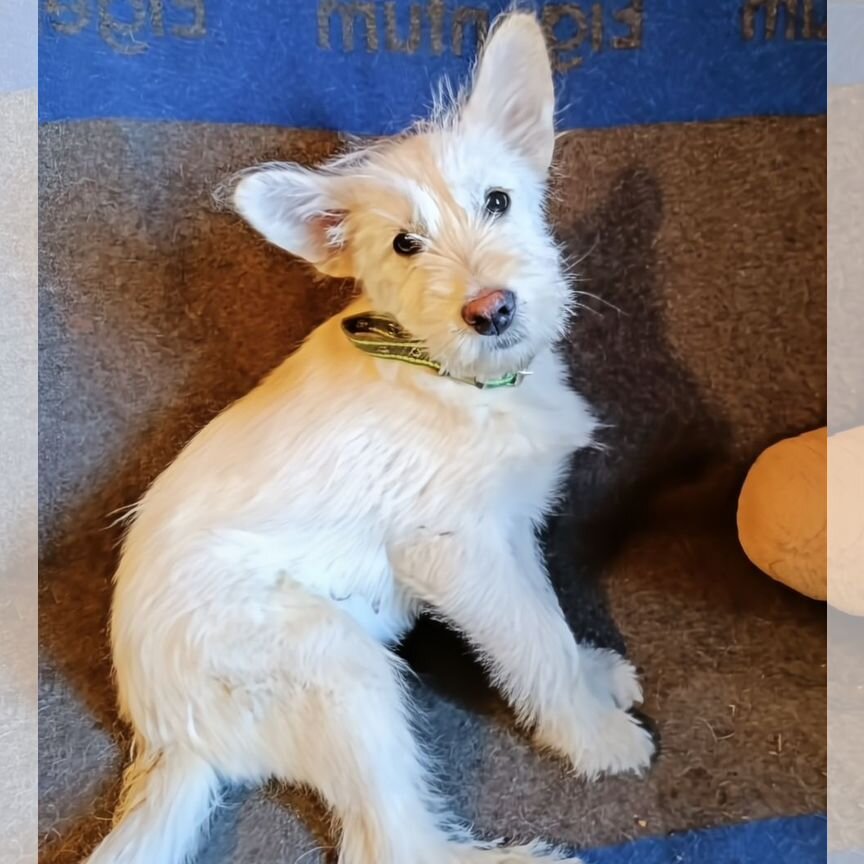 Щенок в добрые руки