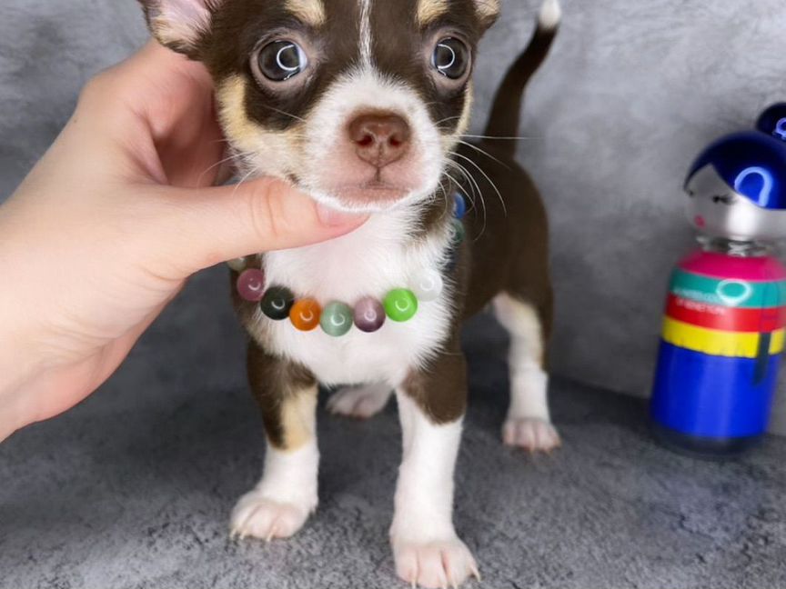 Шикарная мини девочка